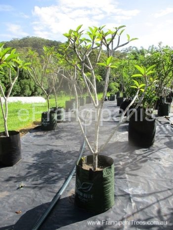 Heidi – Eumundi Frangipani Plants