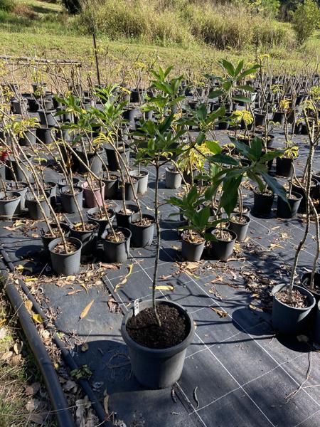 Native Frangipani – Eumundi Frangipani Plants
