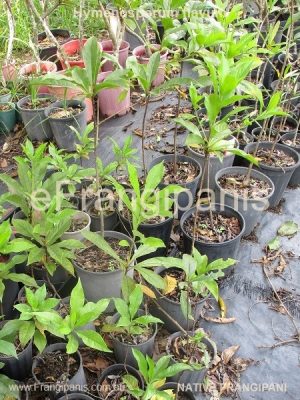 Native Frangipani – Eumundi Frangipani Plants