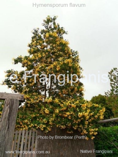 Native Frangipani – Eumundi Frangipani Plants
